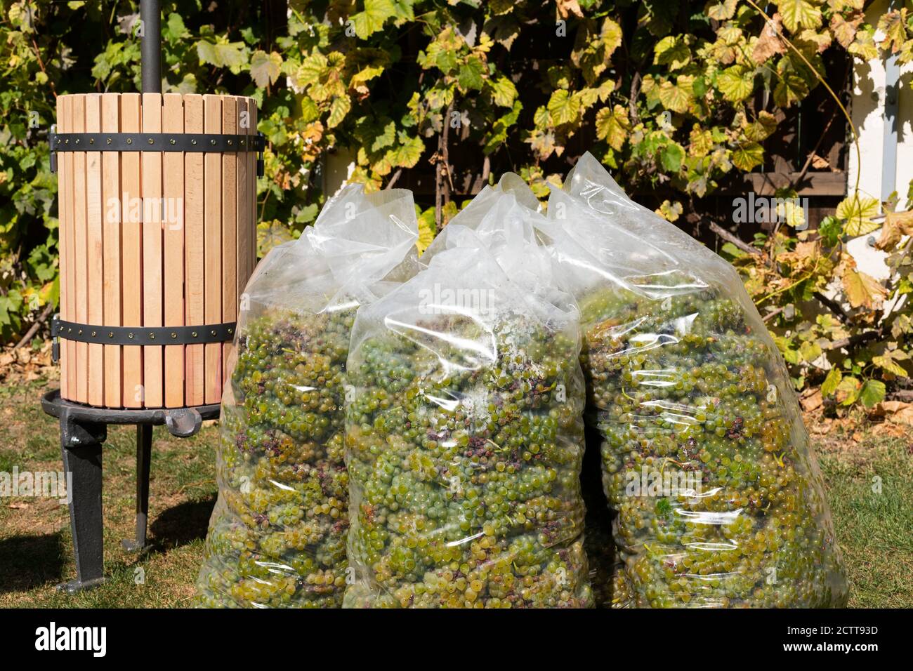 Traditional wine making process: wine press and fresh harvested grapes ...