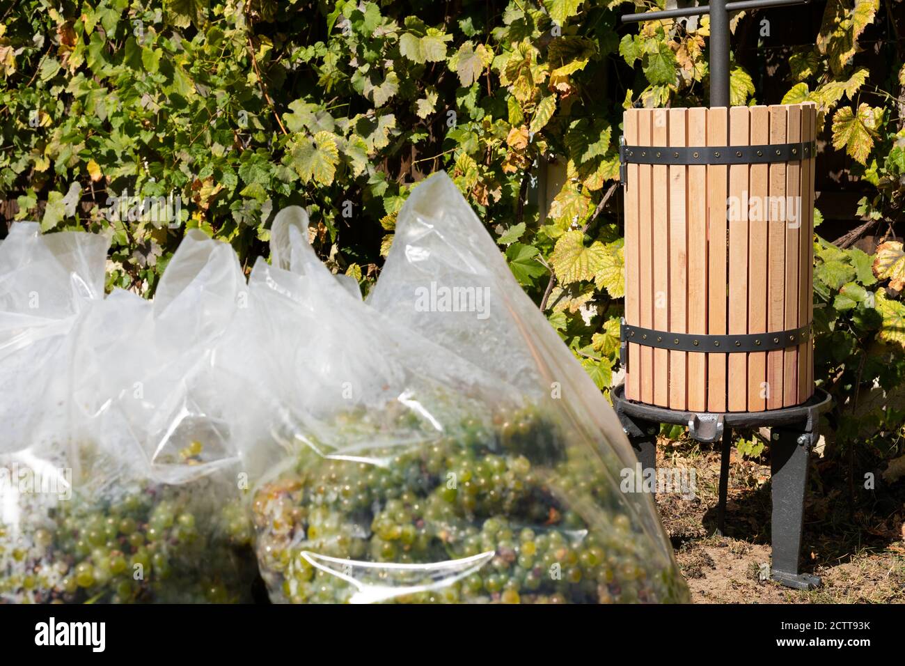 Traditional wine making process: wine press and fresh harvested grapes ...