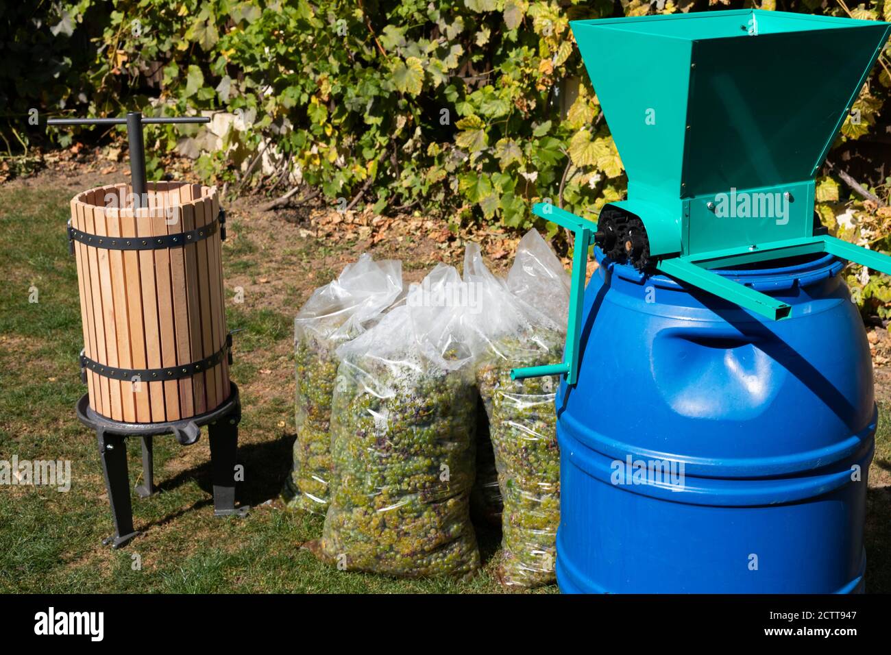 Traditional wine making process: wine press and fresh harvested grapes ...
