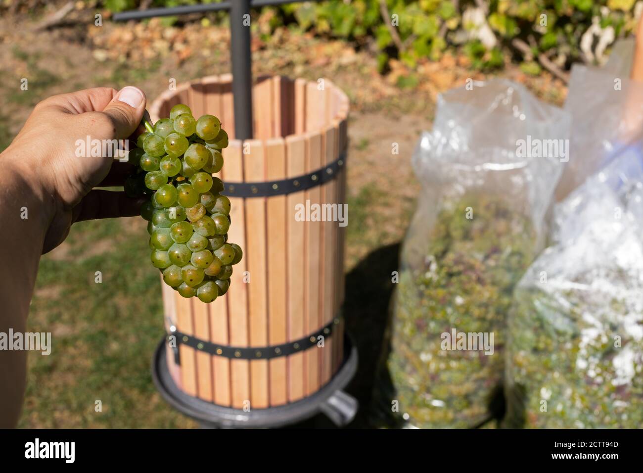 Traditional wine making process: wine press and fresh harvested grapes ...