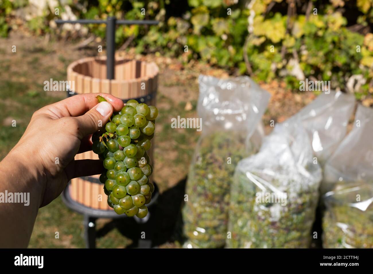 Traditional wine making process: wine press and fresh harvested grapes ...
