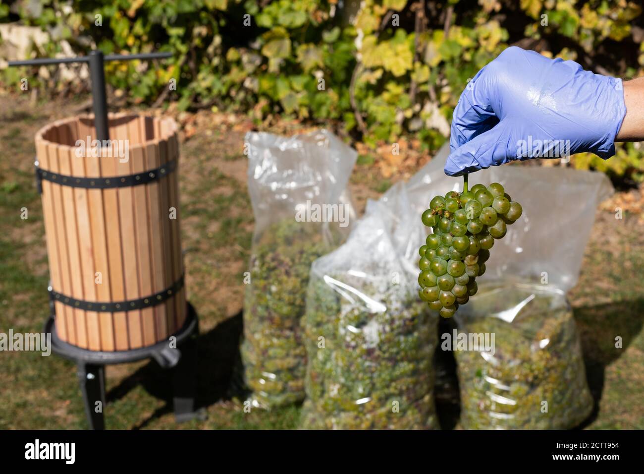 Traditional wine making process: wine press and fresh harvested grapes ...