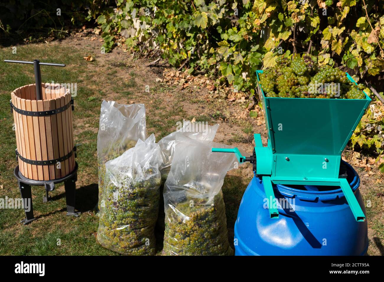 Traditional wine making process: wine press and fresh harvested grapes ...