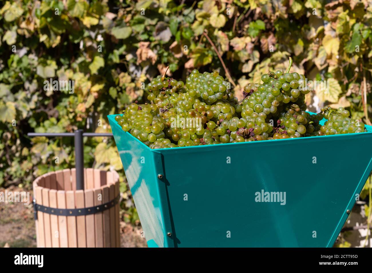 Traditional wine making process: wine press and fresh harvested grapes ...