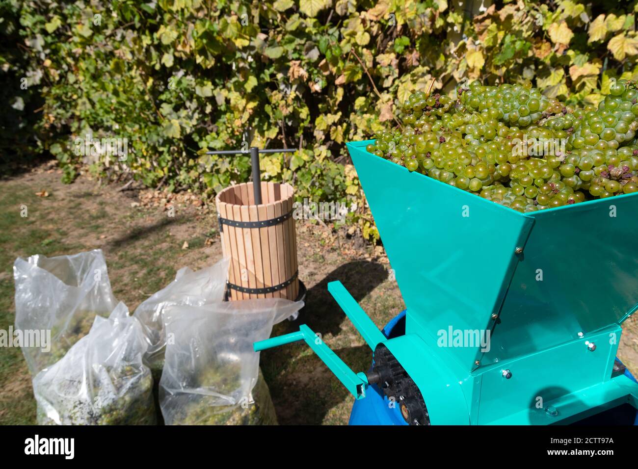 Traditional wine making process: wine press and fresh harvested grapes ...