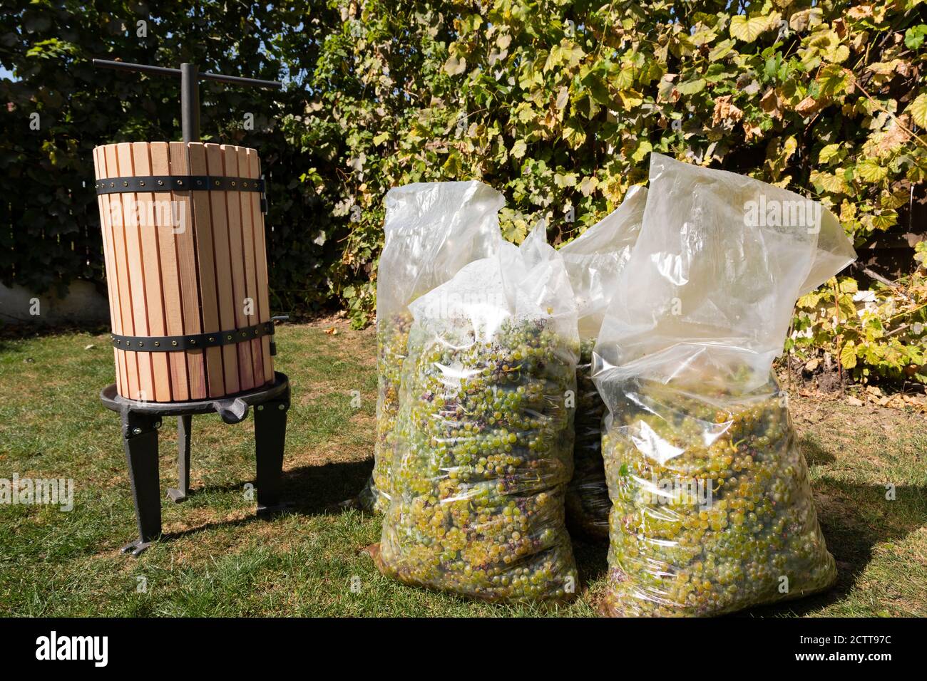 Traditional wine making process: wine press and fresh harvested grapes ...