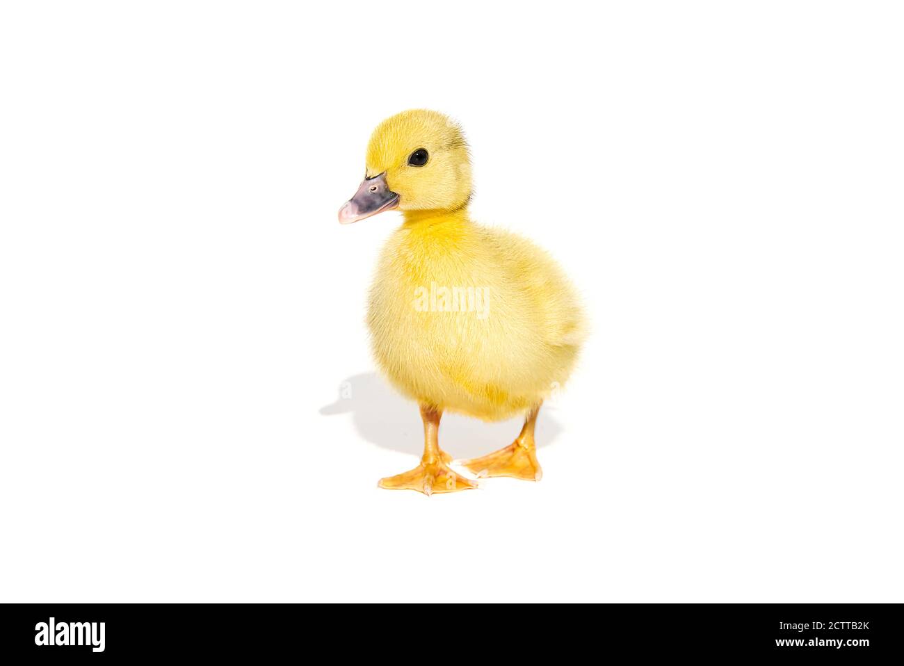 NewBorn little Cute yellow duckling isolated on white Stock Photo - Alamy