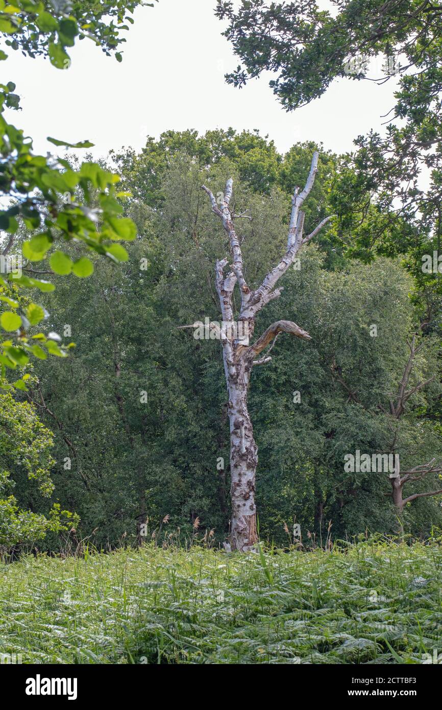 TREE SPECIES SUCCESSION. Alder (Alnus glutinosa, , foliage left, Downy ...
