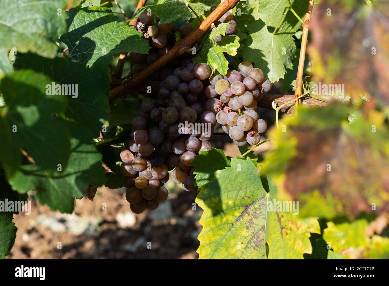Beautiful picture of vineyards of Ciumbrud, Romania Stock Photo - Alamy