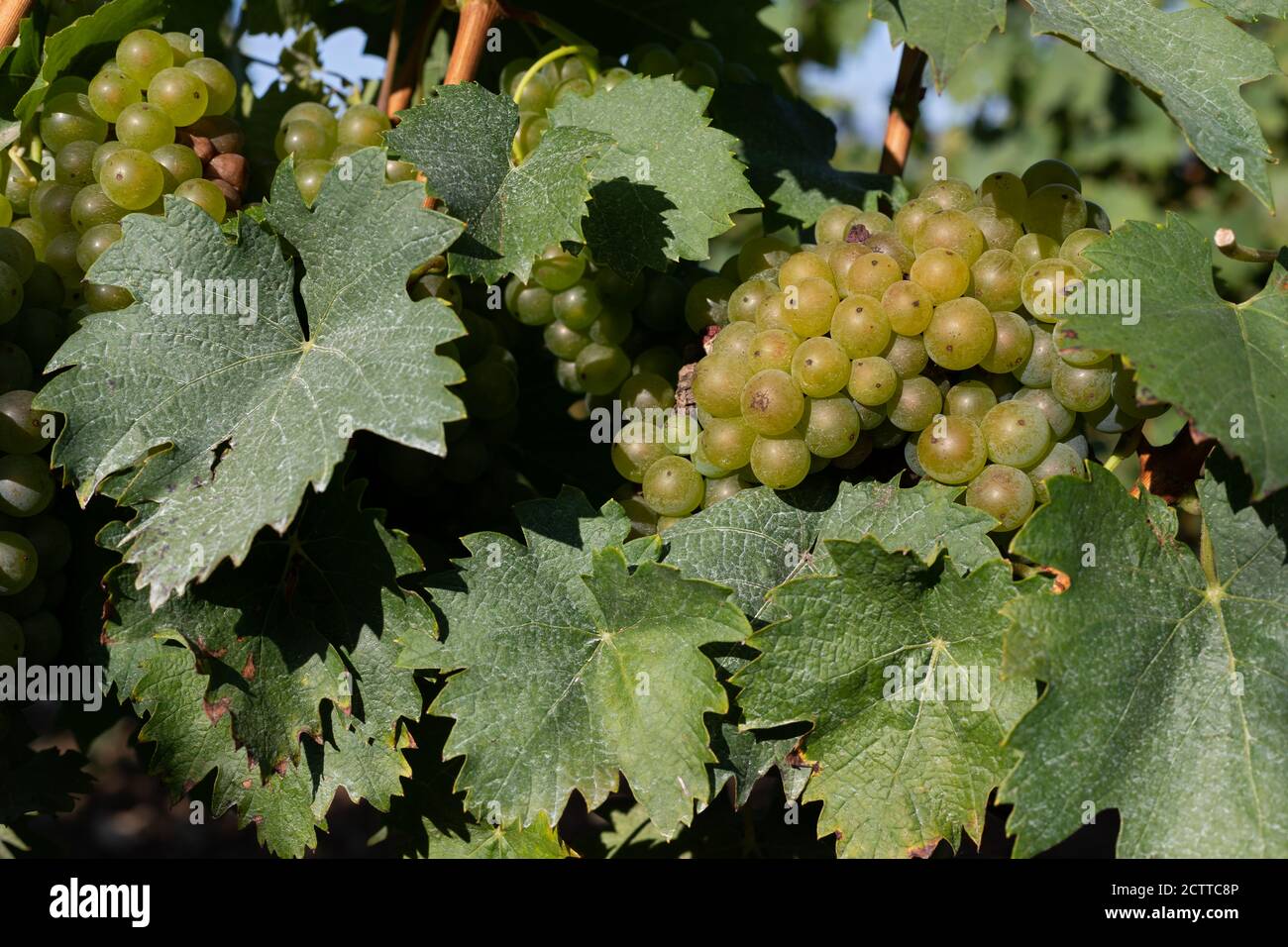 Beautiful picture of vineyards of Ciumbrud, Romania Stock Photo - Alamy