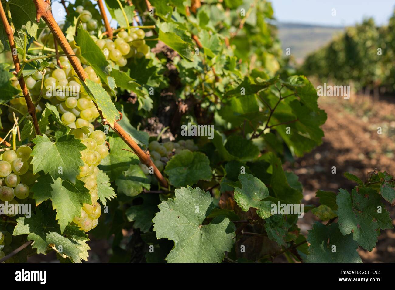 Beautiful picture of vineyards of Ciumbrud, Romania Stock Photo - Alamy