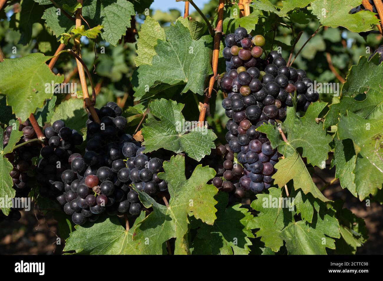Beautiful picture of vineyards of Ciumbrud, Romania Stock Photo - Alamy