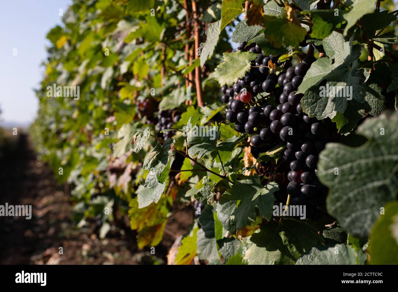 Beautiful picture of vineyards of Ciumbrud, Romania Stock Photo - Alamy