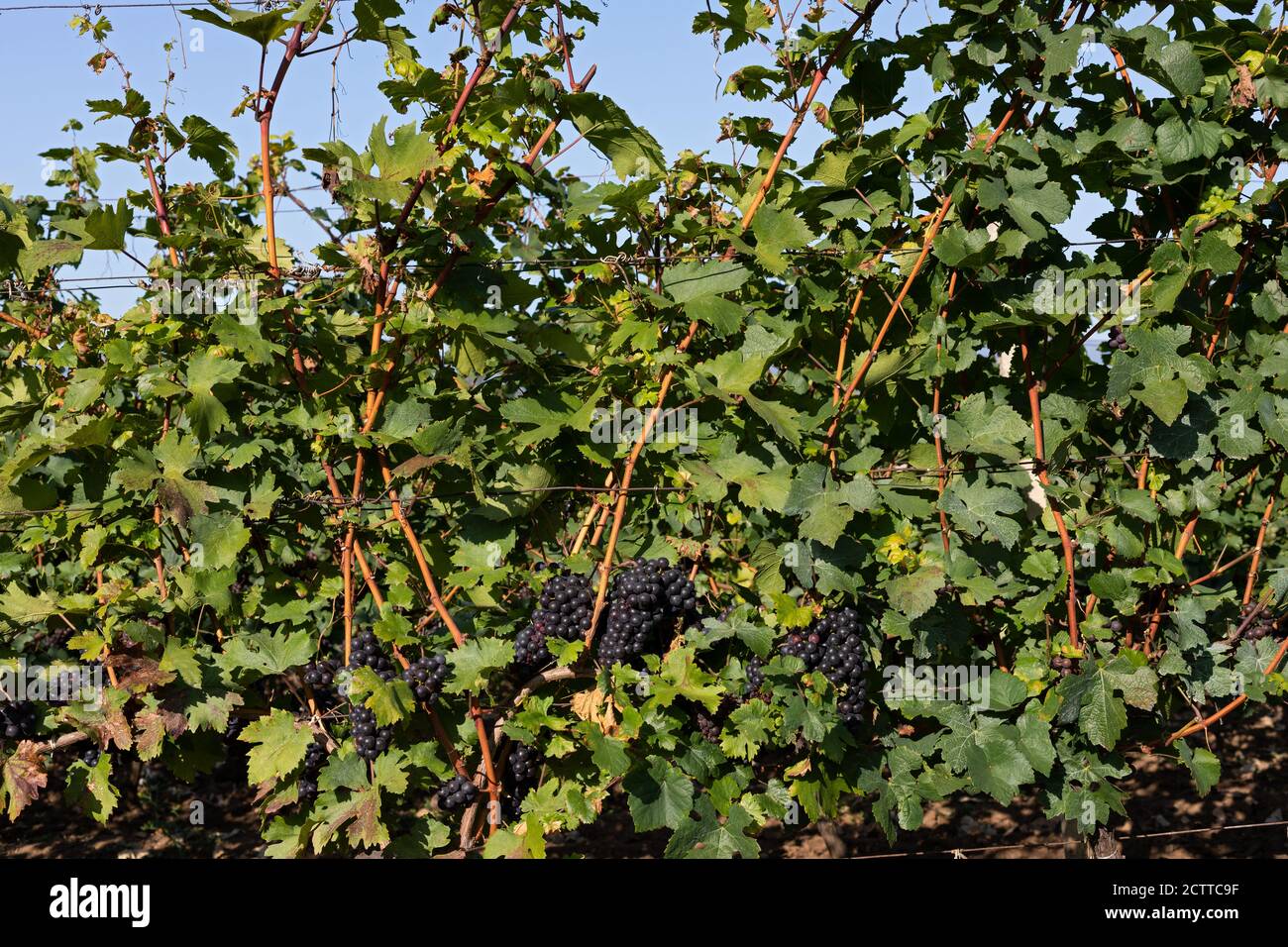 Beautiful picture of vineyards of Ciumbrud, Romania Stock Photo - Alamy