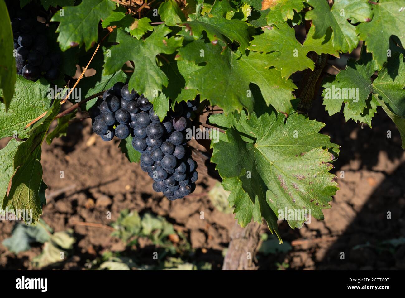 Beautiful picture of vineyards of Ciumbrud, Romania Stock Photo - Alamy