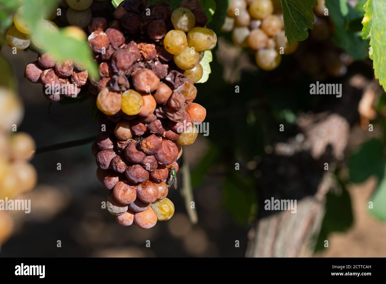 Beautiful picture of vineyards of Ciumbrud, Romania Stock Photo - Alamy