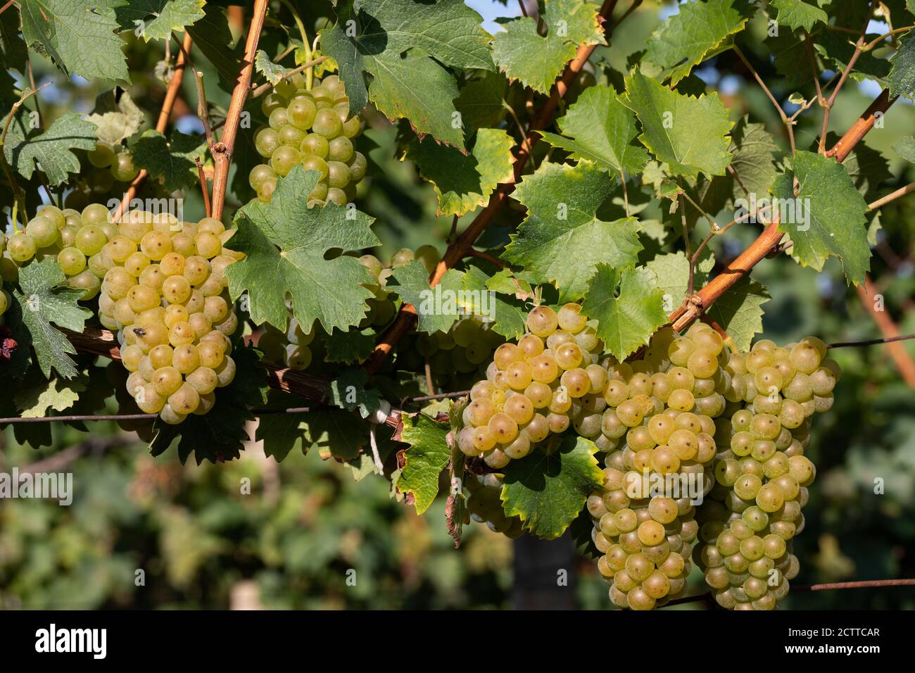 Beautiful picture of vineyards of Ciumbrud, Romania Stock Photo - Alamy