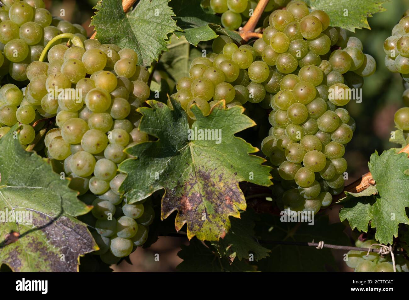 Beautiful picture of vineyards of Ciumbrud, Romania Stock Photo - Alamy
