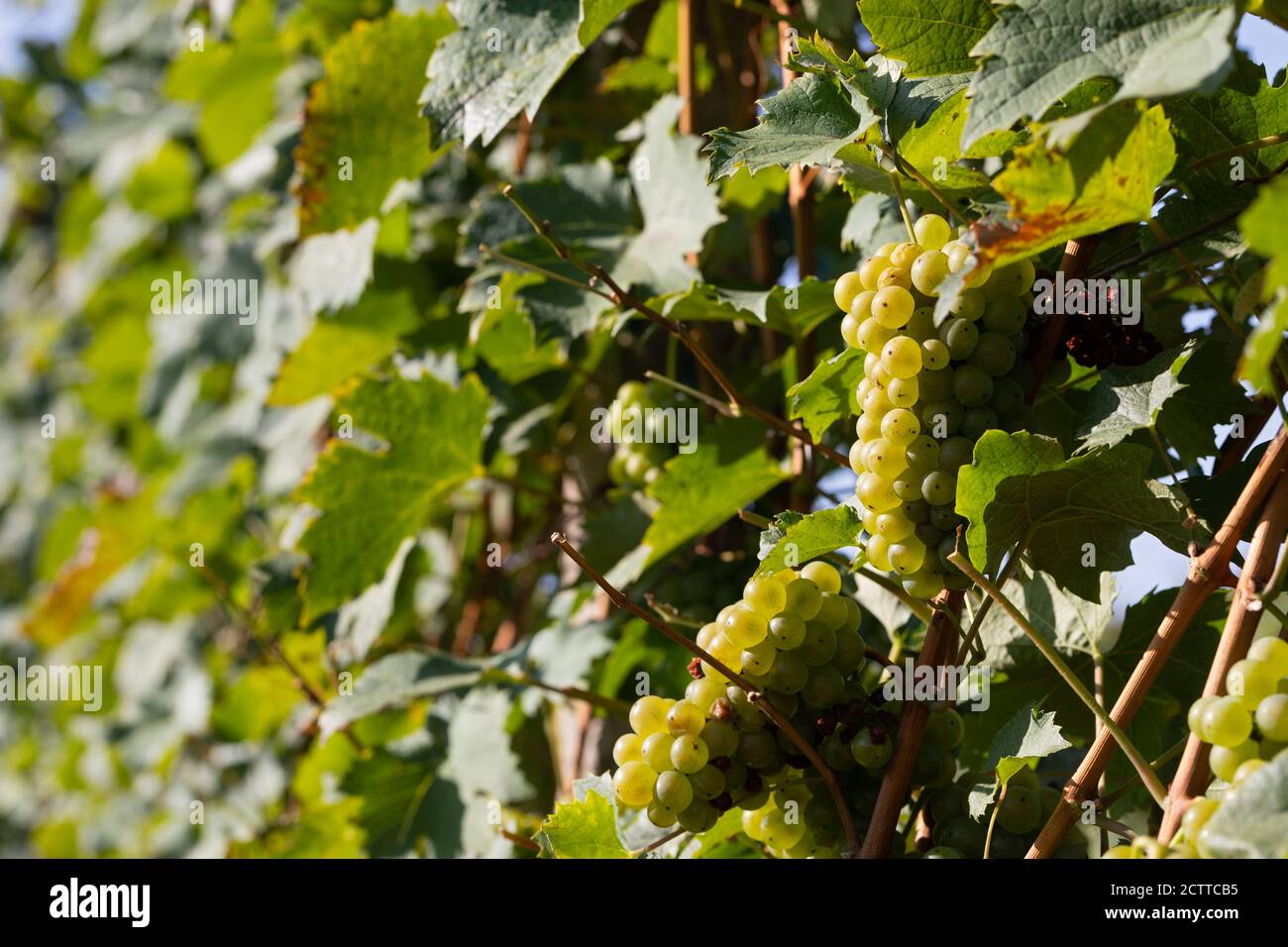 Beautiful picture of vineyards of Ciumbrud, Romania Stock Photo - Alamy