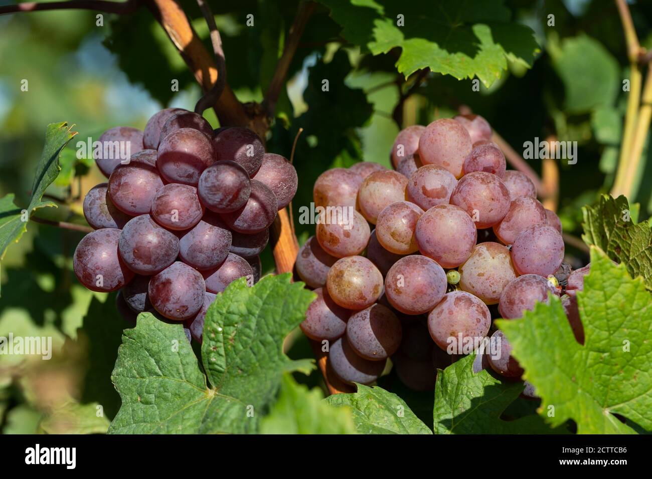Beautiful picture of vineyards of Ciumbrud, Romania Stock Photo - Alamy