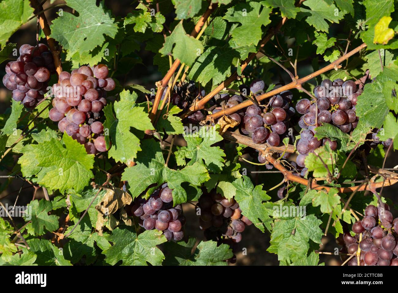 Beautiful picture of vineyards of Ciumbrud, Romania Stock Photo - Alamy