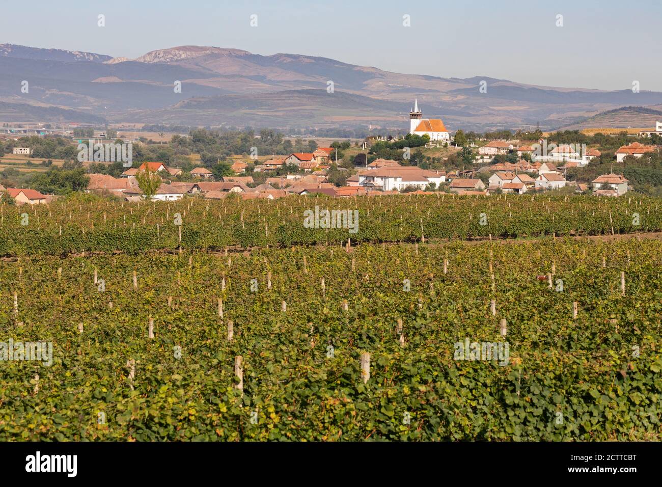 Beautiful picture of vineyards of Ciumbrud, Romania Stock Photo - Alamy