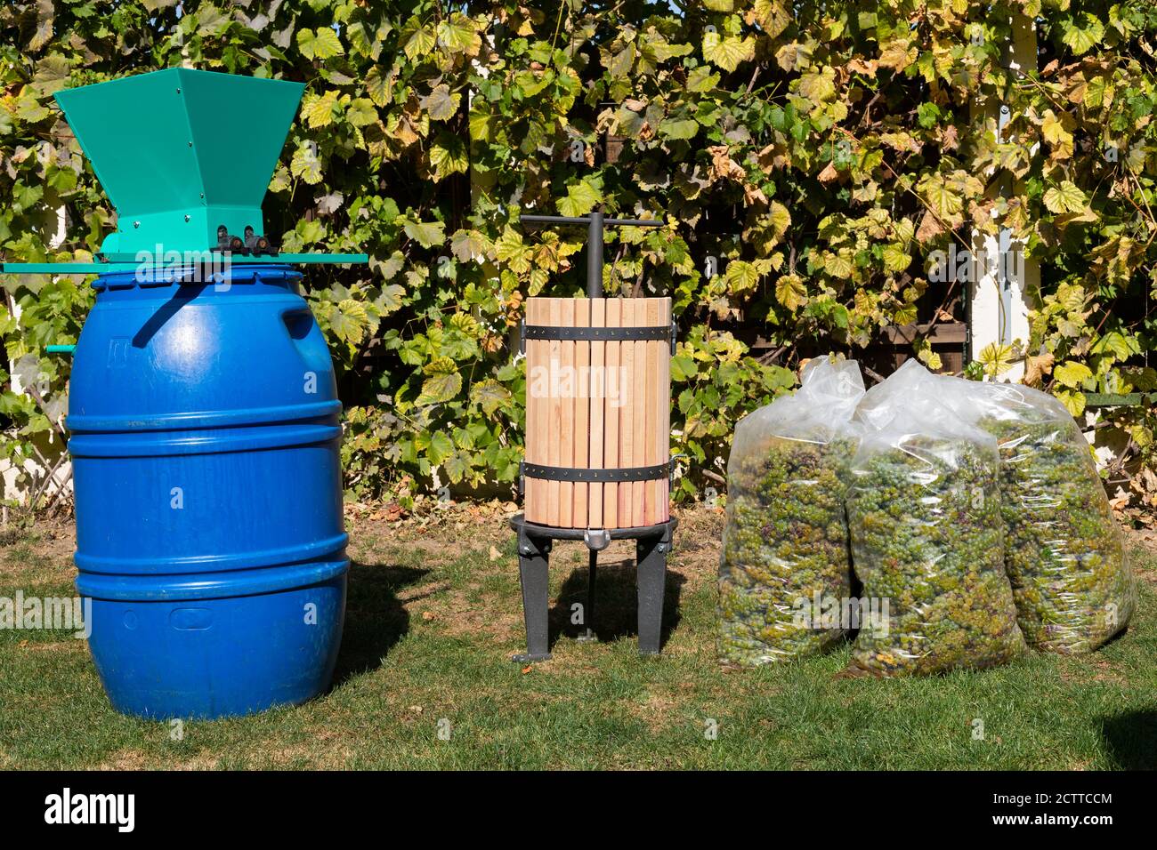 Traditional wine making process: wine press and fresh harvested grapes ...