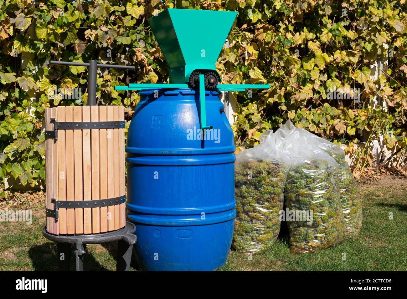 Traditional wine making process: wine press and fresh harvested grapes ...