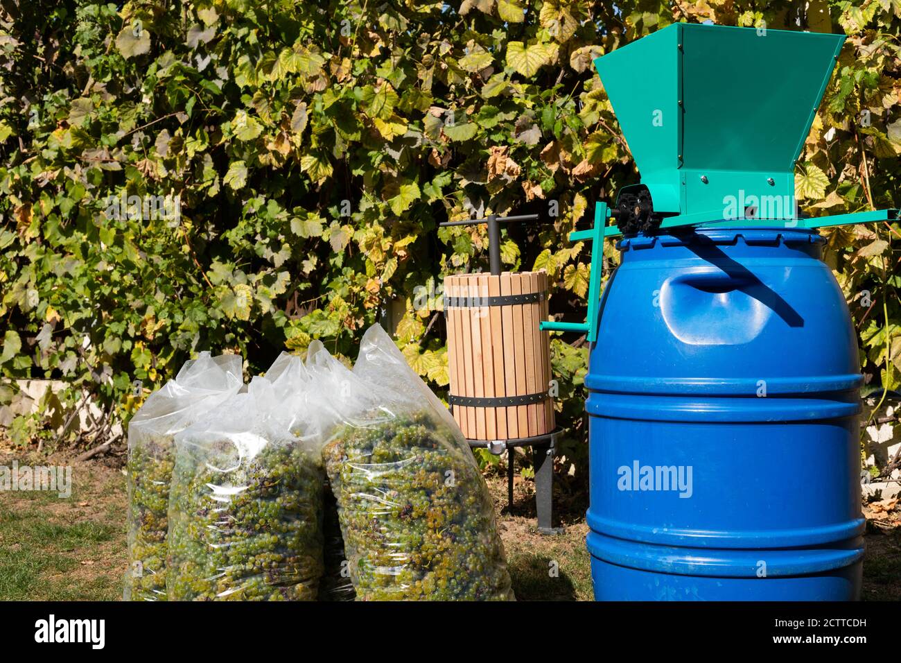 Traditional wine making process: wine press and fresh harvested grapes ...