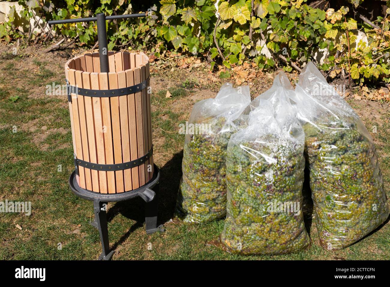 Traditional wine making process: wine press and fresh harvested grapes ...