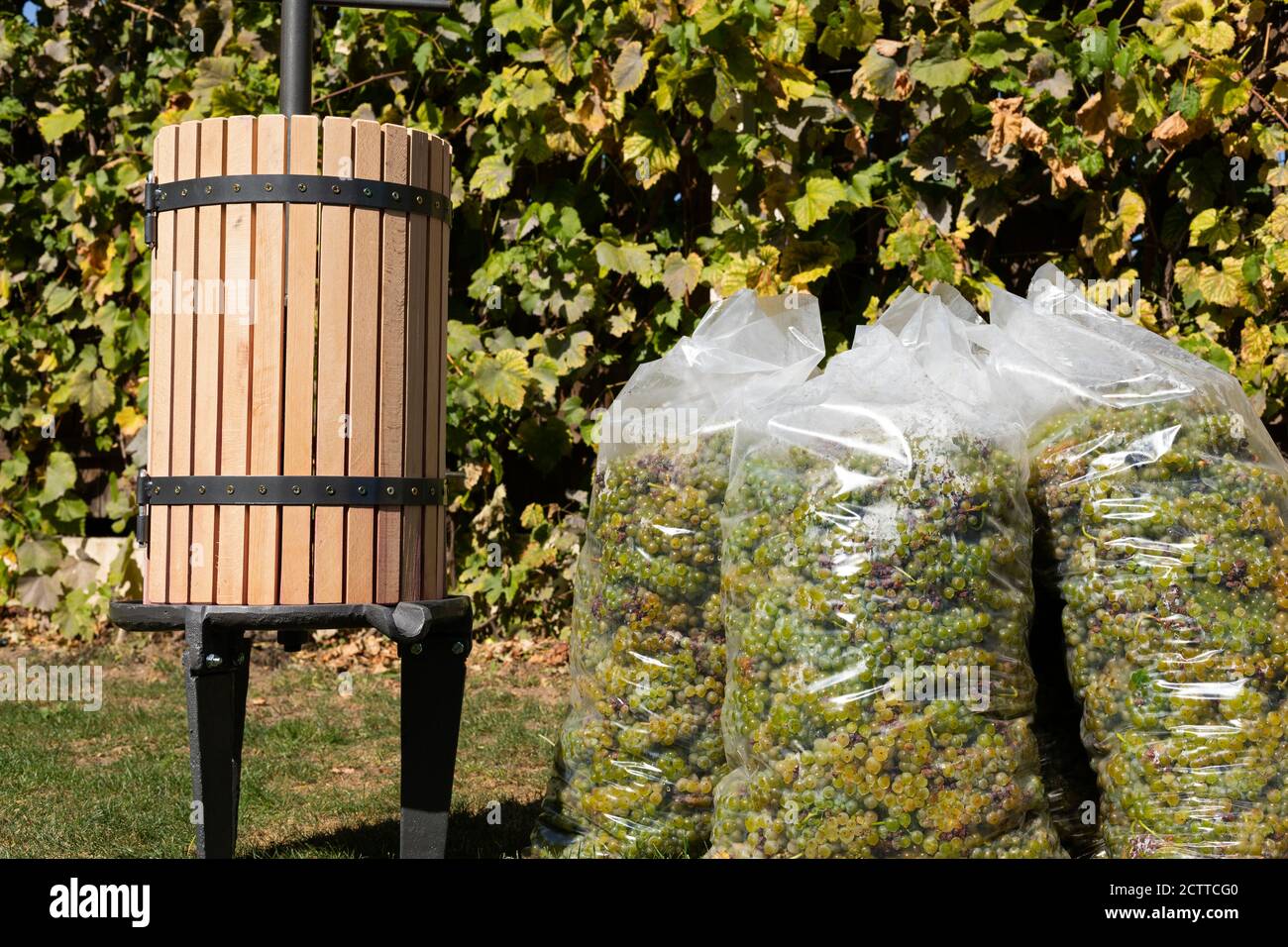Traditional wine making process: wine press and fresh harvested grapes ...