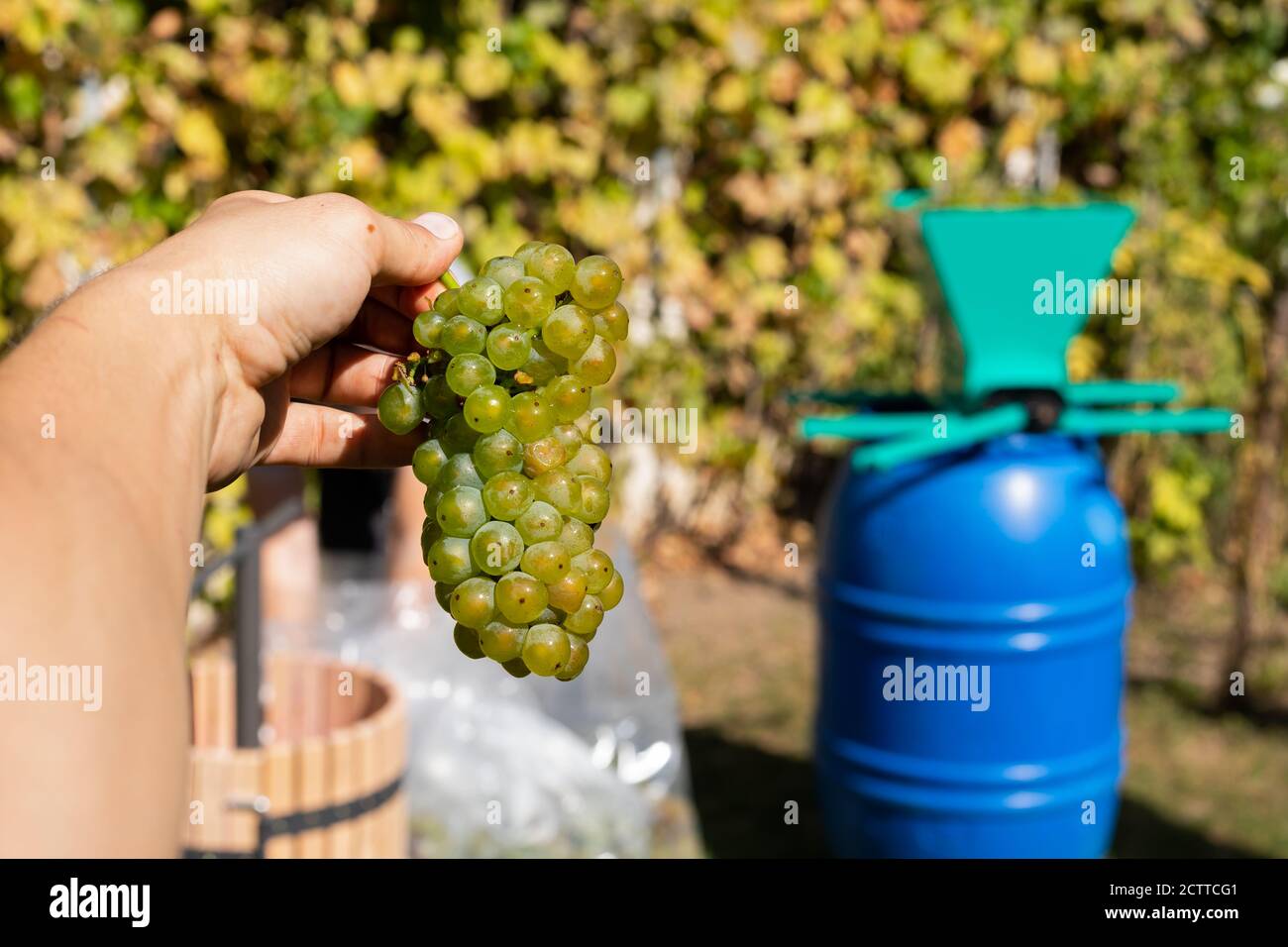 Traditional wine making process: wine press and fresh harvested grapes ...