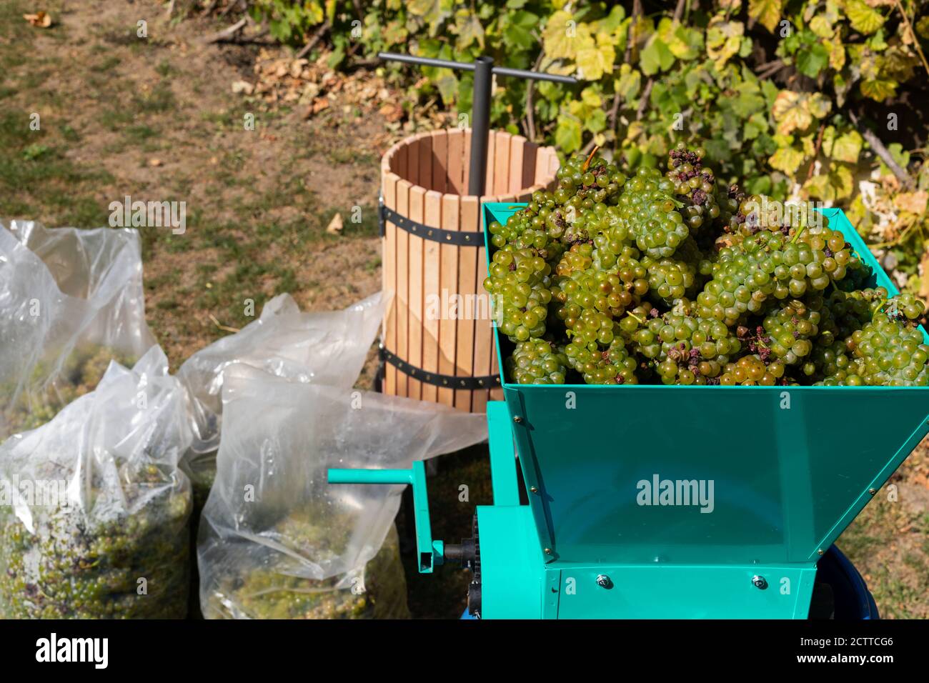 Traditional wine making process: wine press and fresh harvested grapes ...