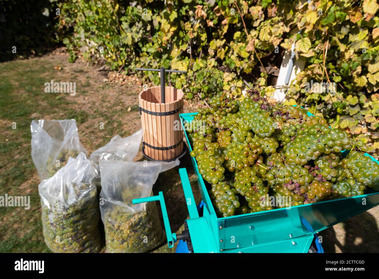 Traditional wine making process: wine press and fresh harvested grapes ...
