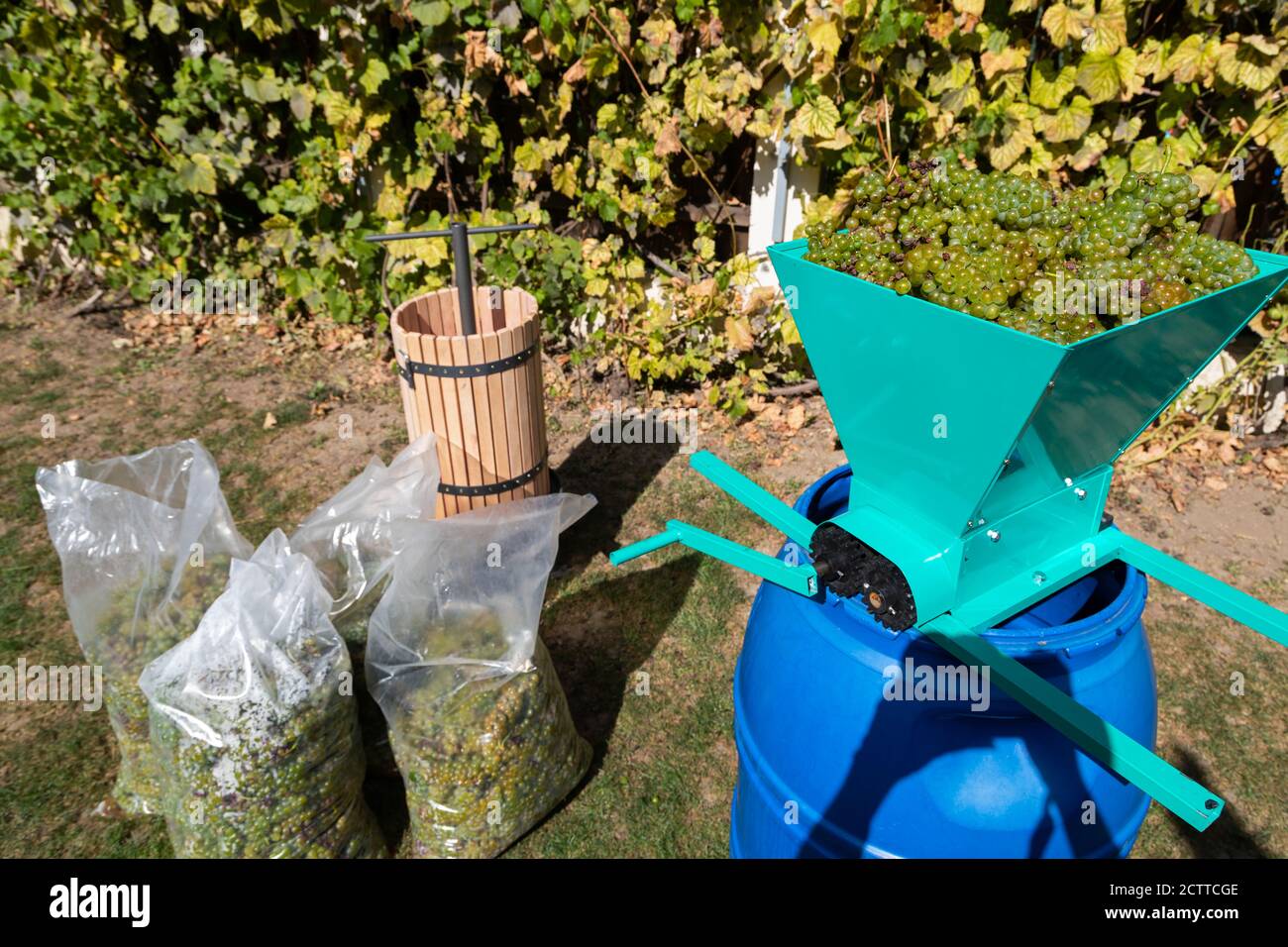 Traditional wine making process: wine press and fresh harvested grapes ...