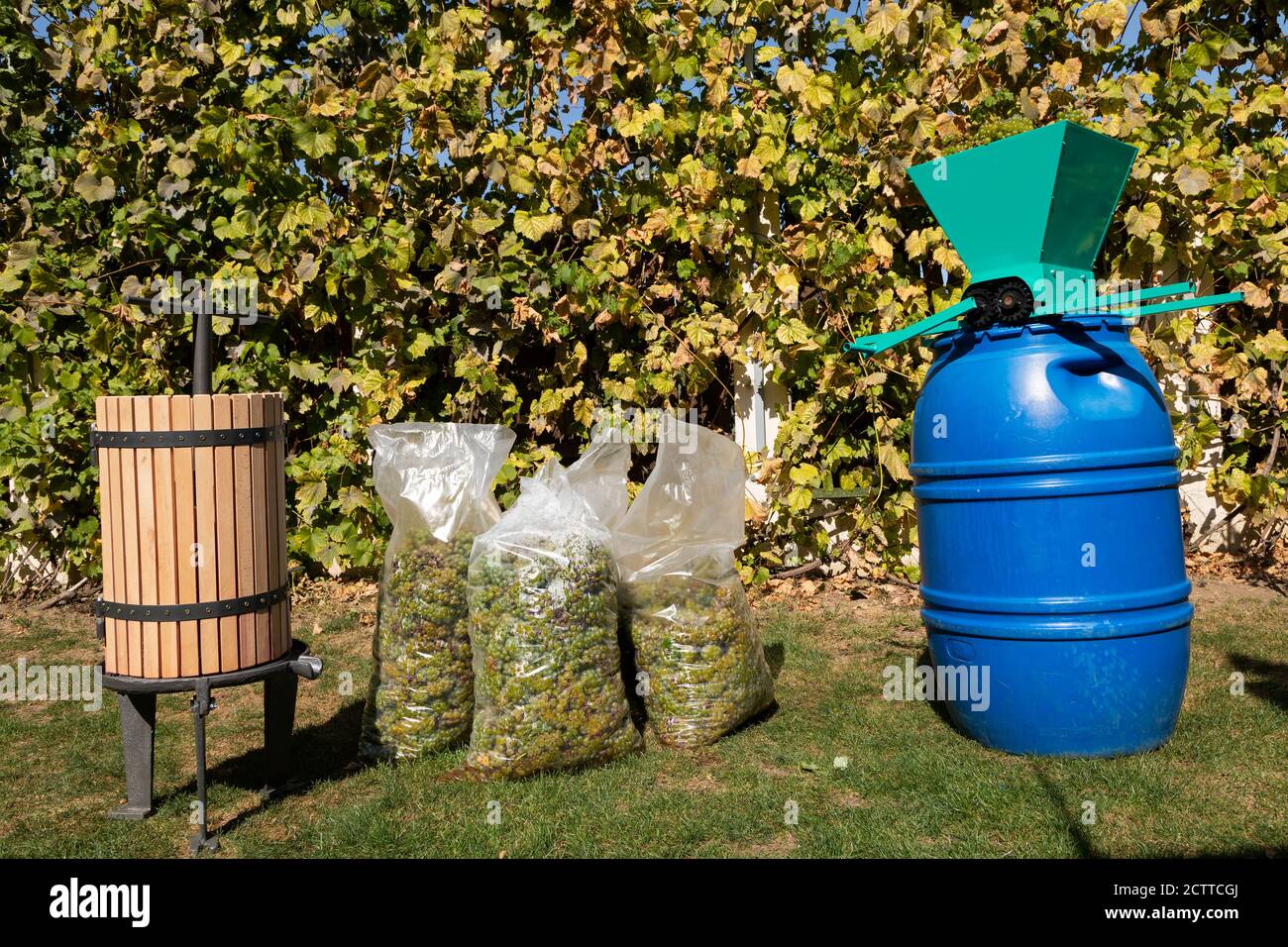 Traditional wine making process: wine press and fresh harvested grapes ...