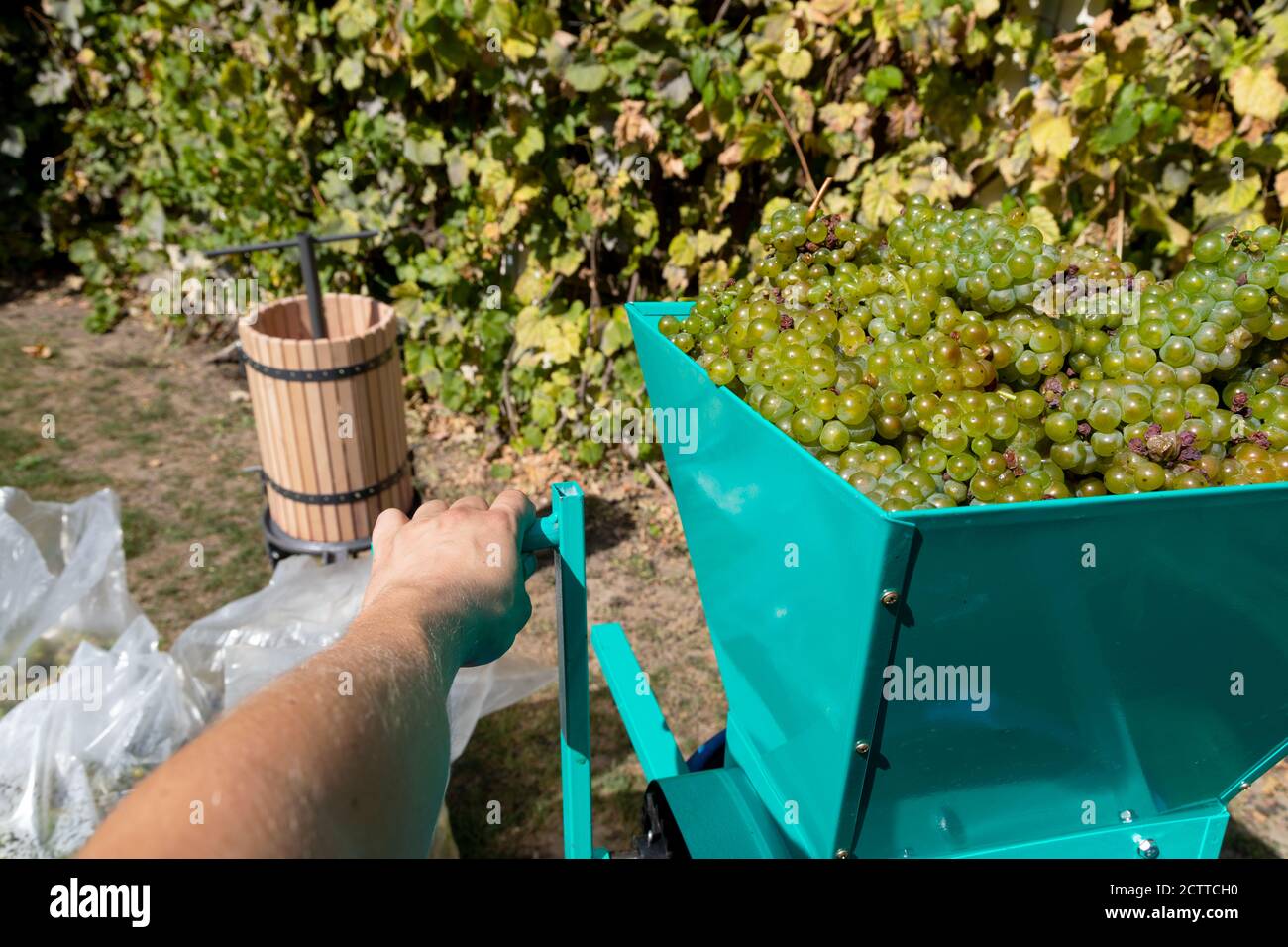 Traditional wine making process: wine press and fresh harvested grapes ...