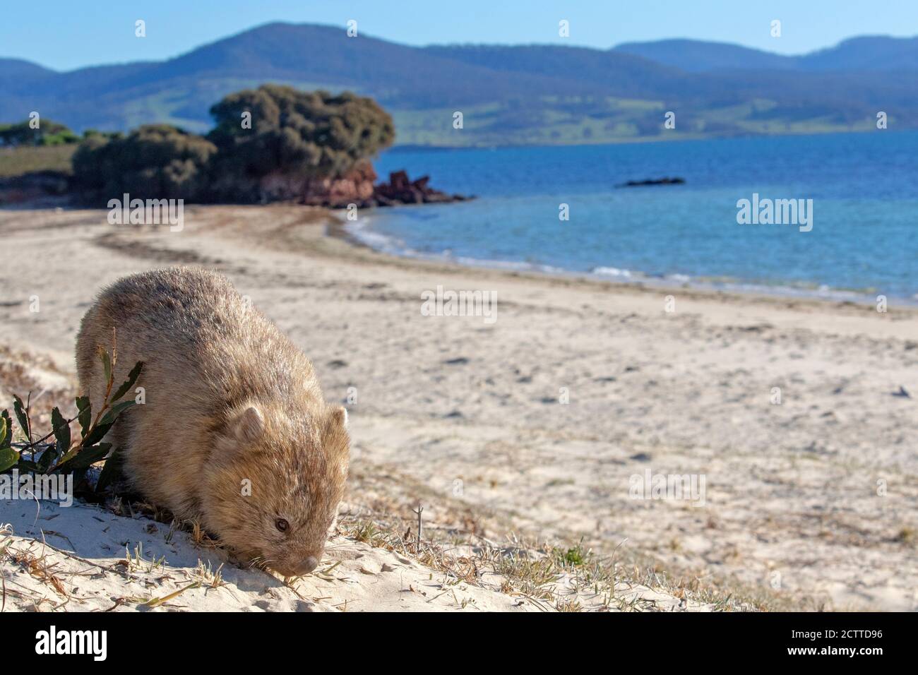 Wombat on Bloodstone Beach on Maria Island Stock Photo - Alamy