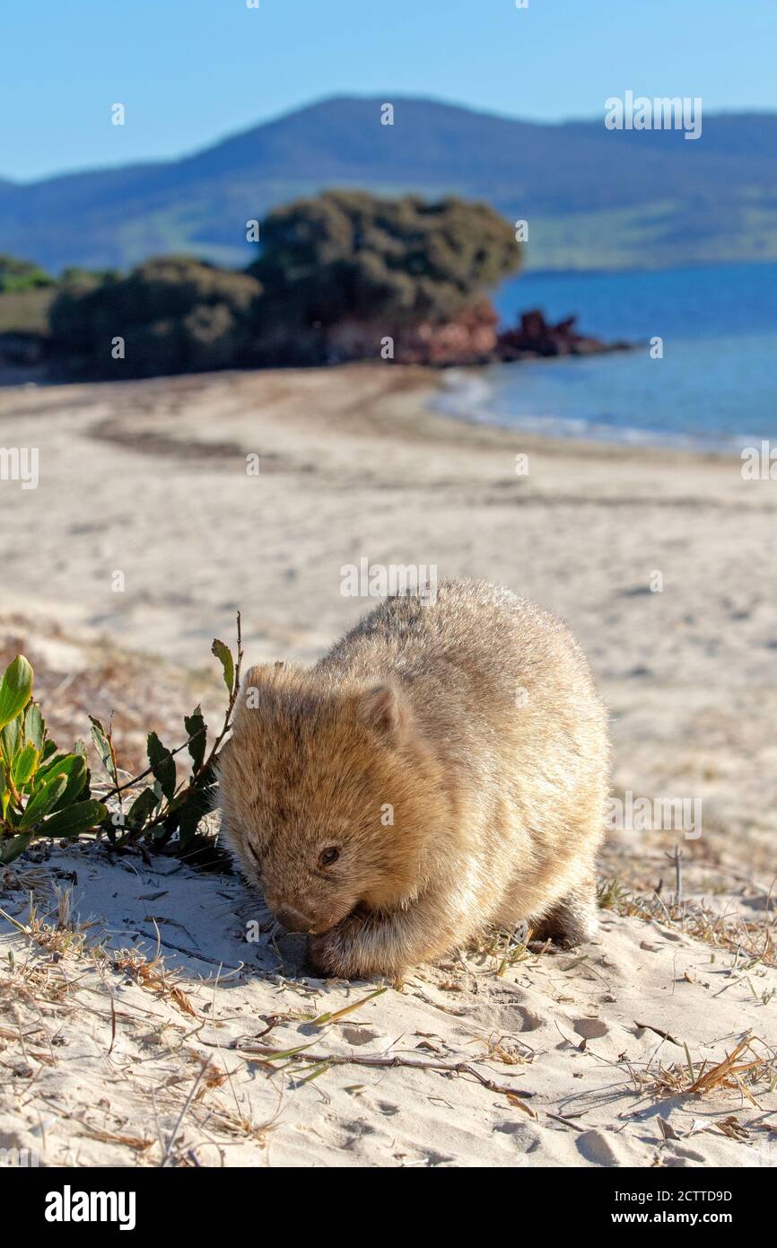 Wombat on Bloodstone Beach on Maria Island Stock Photo - Alamy