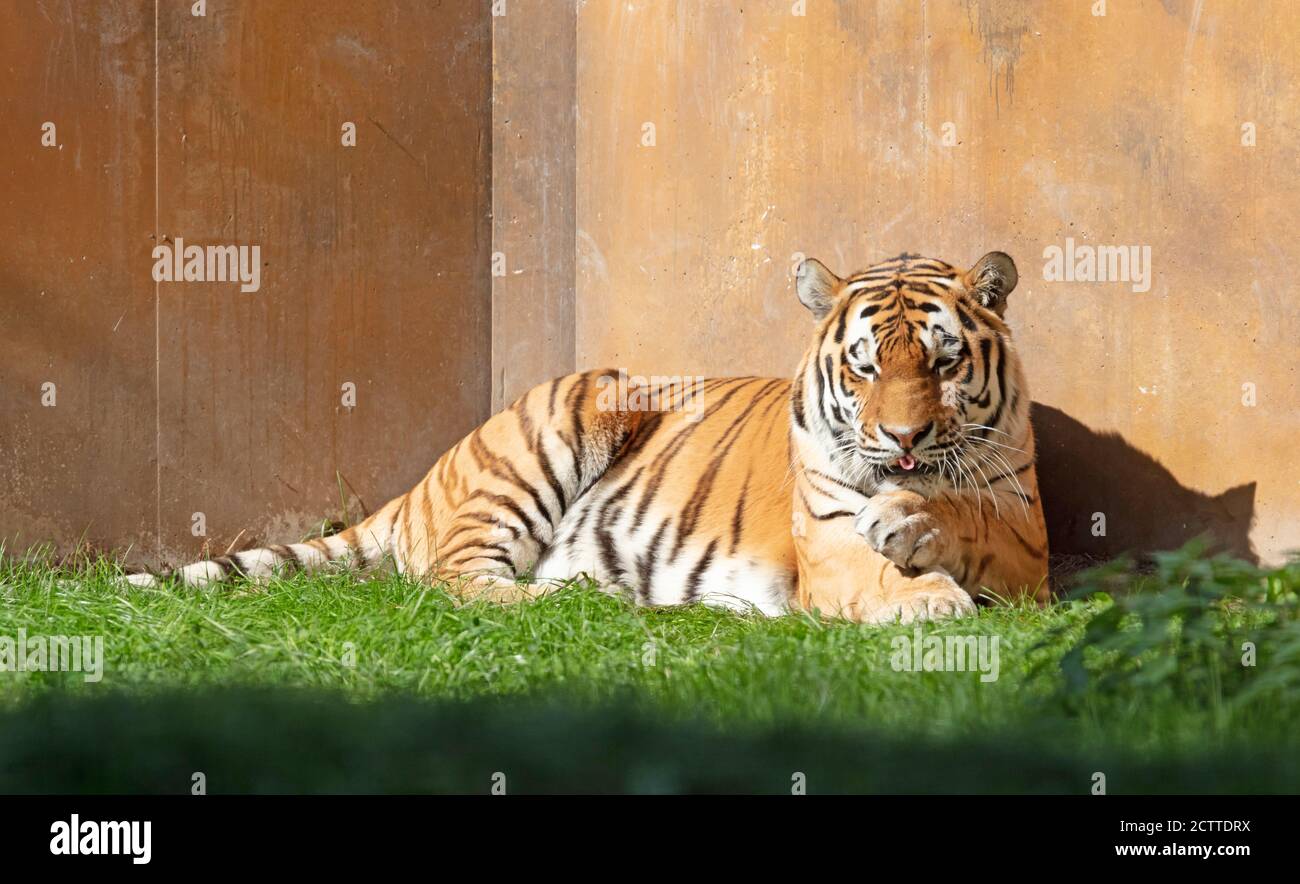 Tiger washing hi-res stock photography and images - Alamy