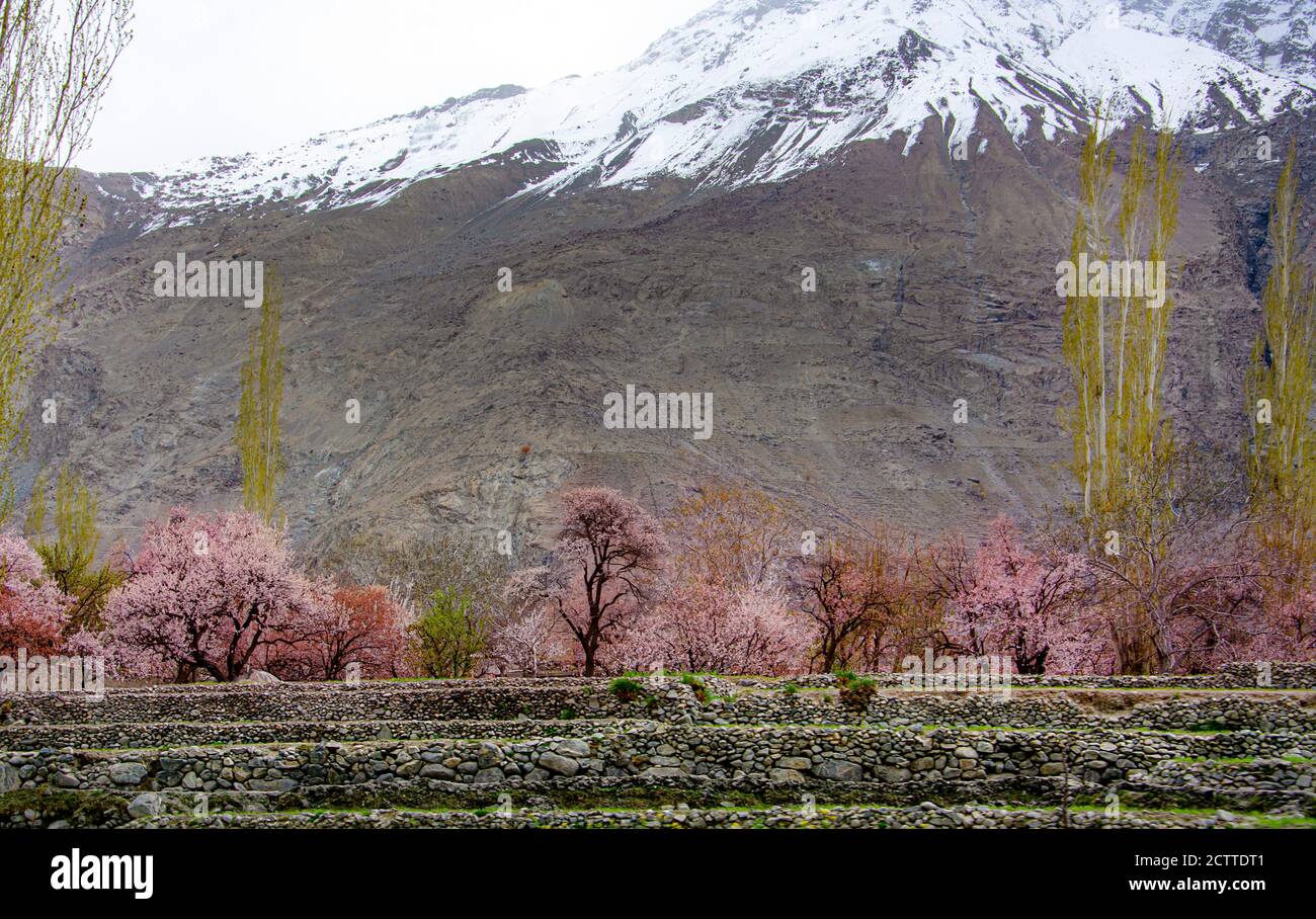 cherry blossom and apricot blossom, spring landscapes of northern areas ...