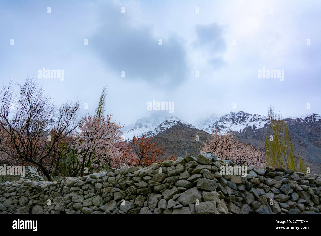 cherry blossom and apricot blossom, spring landscapes of northern areas ...