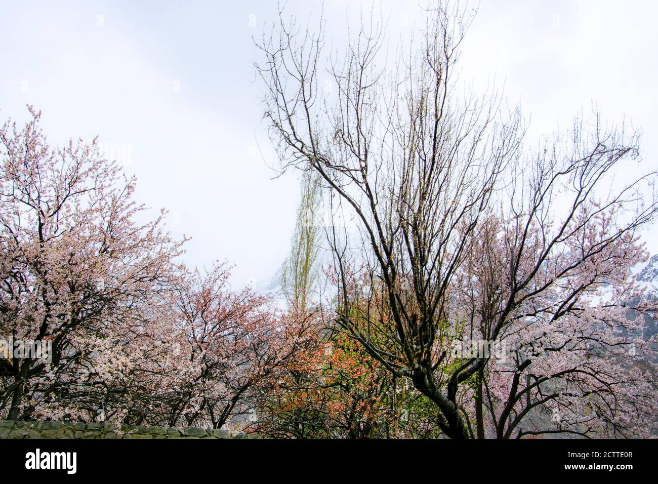cherry blossom and apricot blossom, spring landscapes of northern areas ...