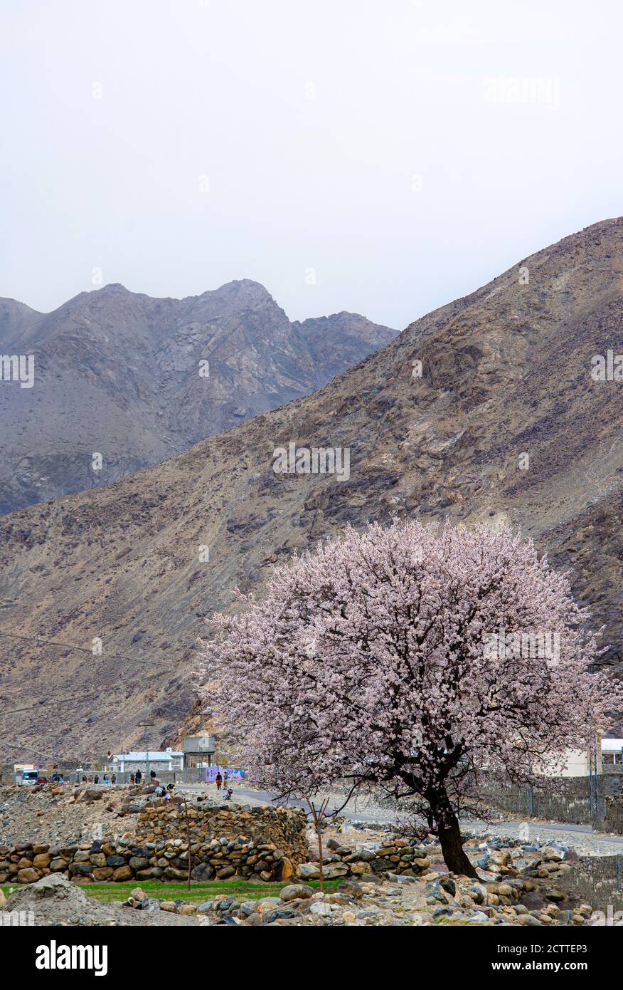 cherry blossom and apricot blossom, spring landscapes of northern areas ...