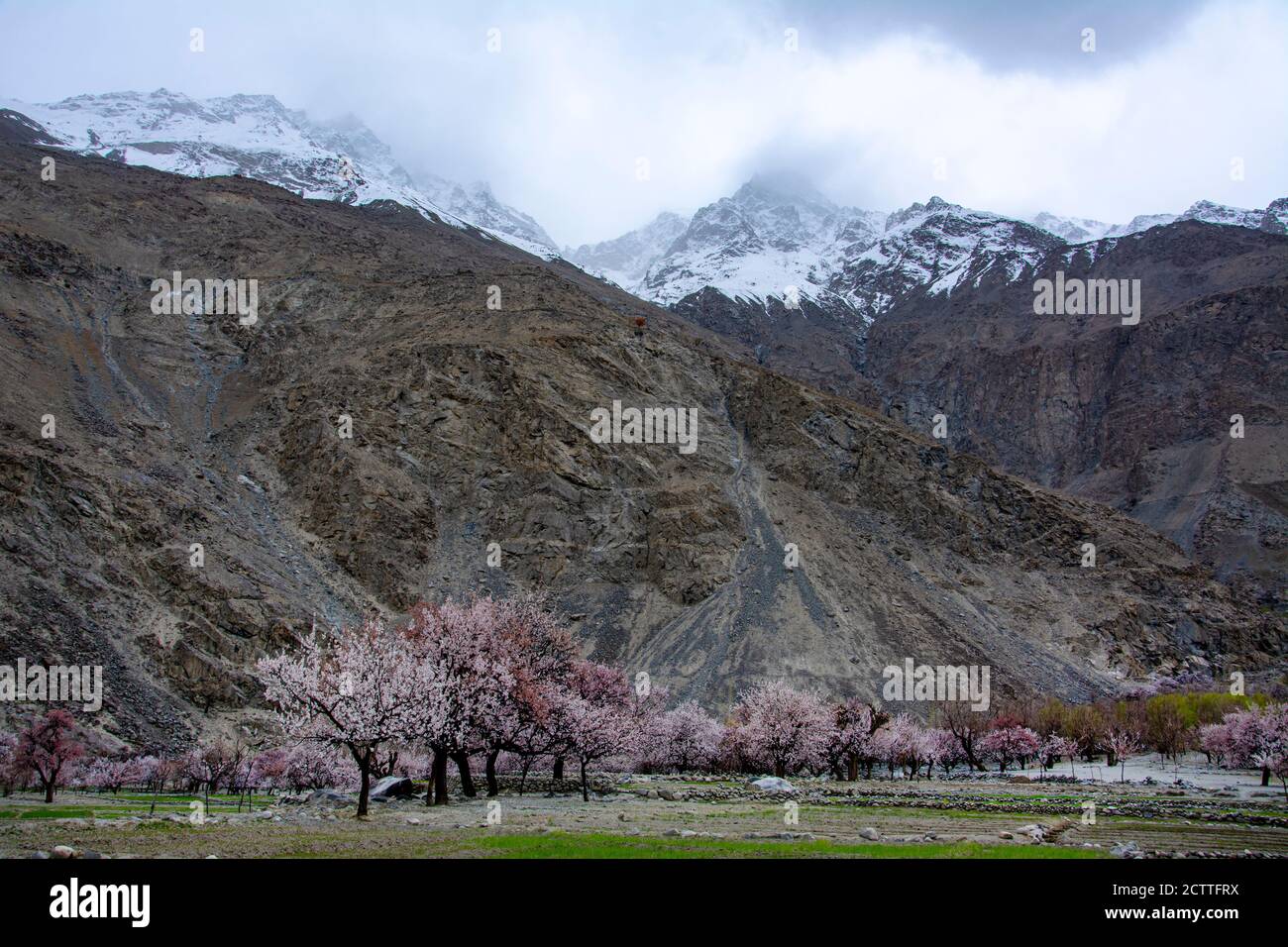 cherry blossom and apricot blossom, spring landscapes of northern areas ...