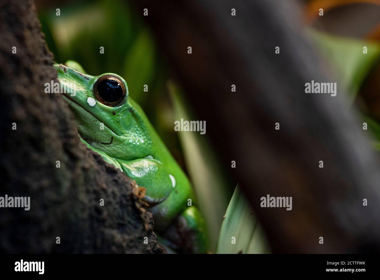 Tree frog sitting on a branch Stock Photo - Alamy