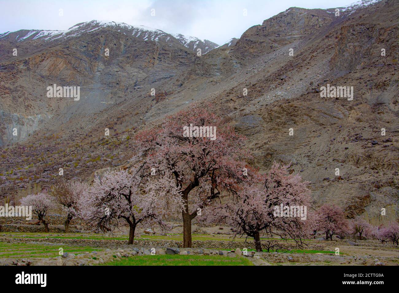 cherry blossom and apricot blossom, spring landscapes of northern areas ...