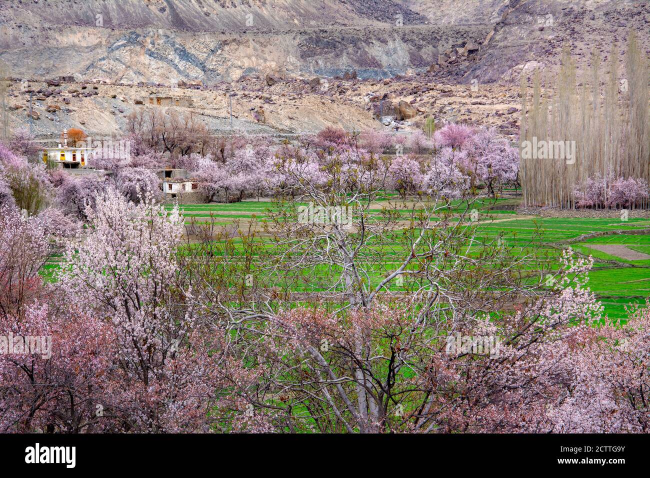cherry blossom and apricot blossom, spring landscapes of northern areas ...
