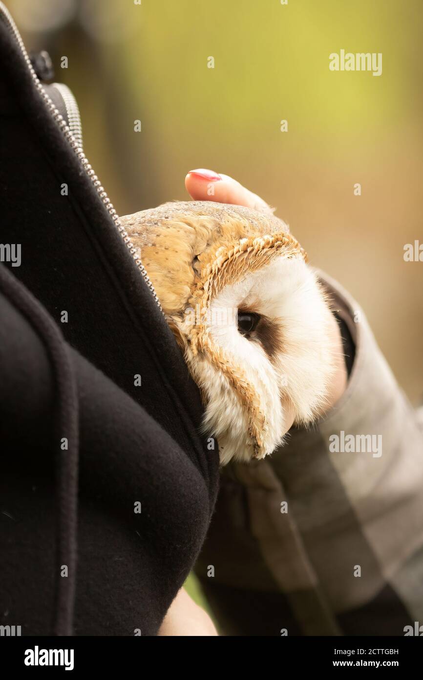 Juvenile Barn Owl, Tyto alba, being kept warm inside jacket being ...