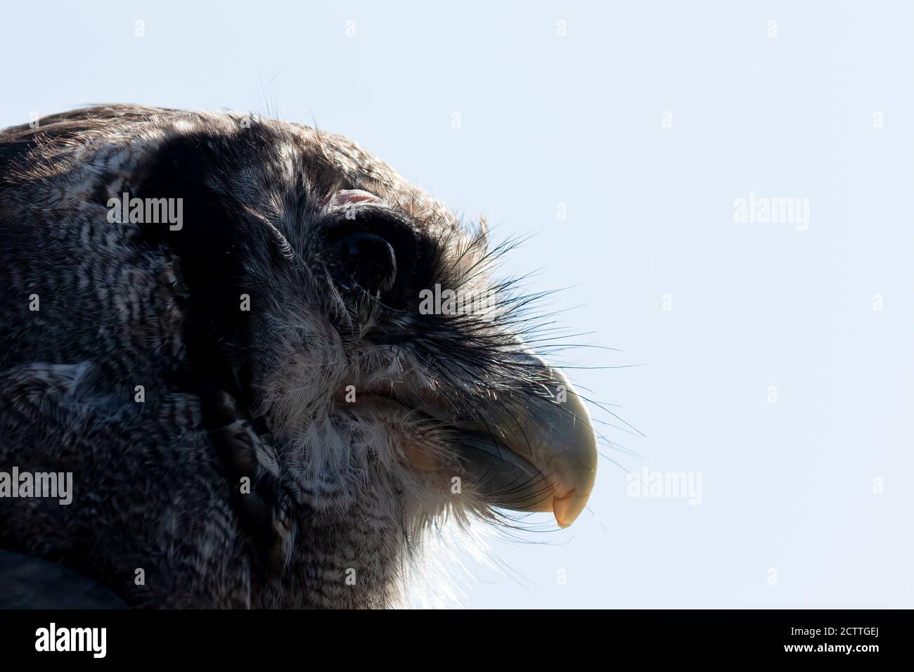 Portrait mighty Milky Eagle Owl, Bubo lacteus, looking towards right ...